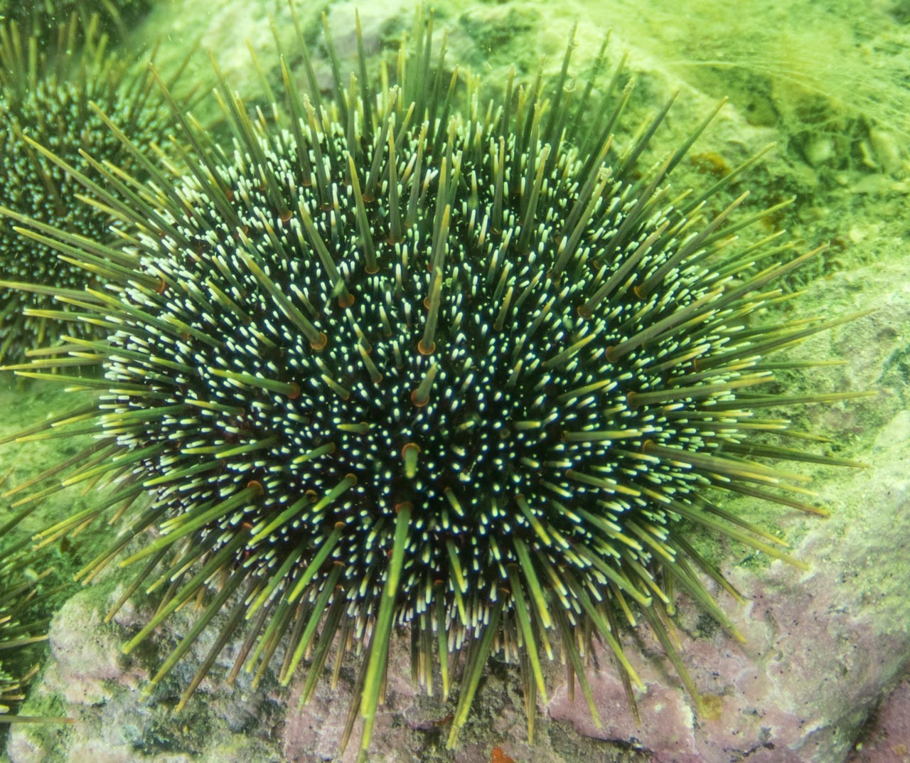 kinaowhanganuiatara – Read about the seaweed restoration project by ...