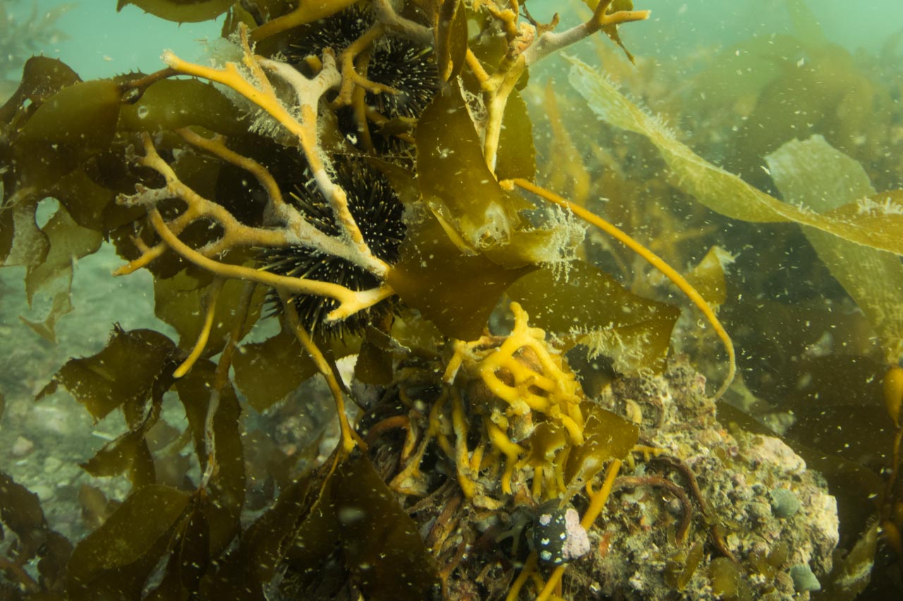 About – kinaowhanganuiatara