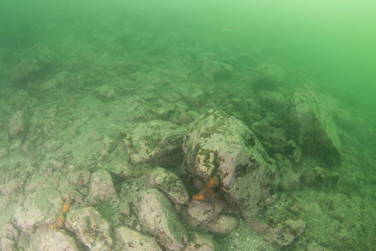 kinaowhanganuiatara – Read about the seaweed restoration project by ...