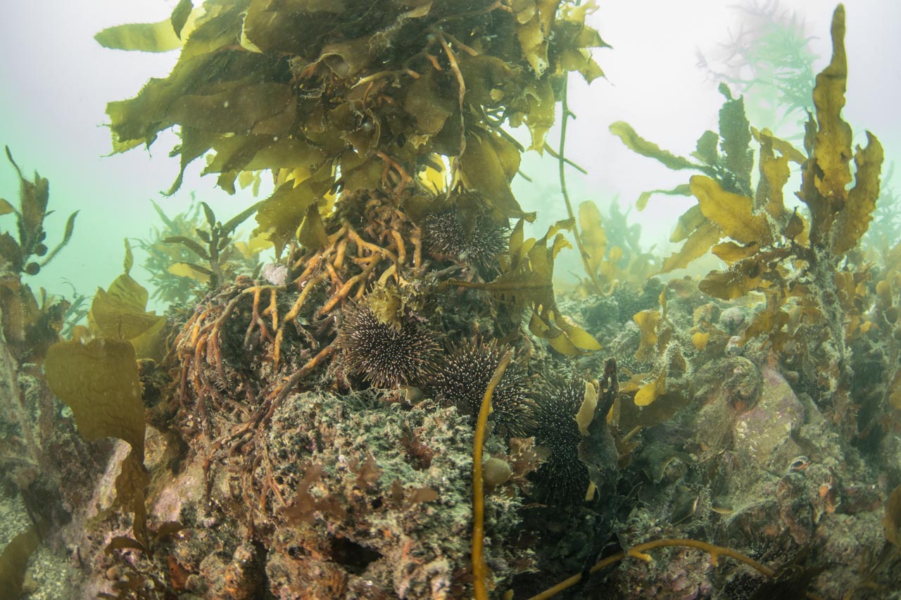 kinaowhanganuiatara – Read about the seaweed restoration project by ...
